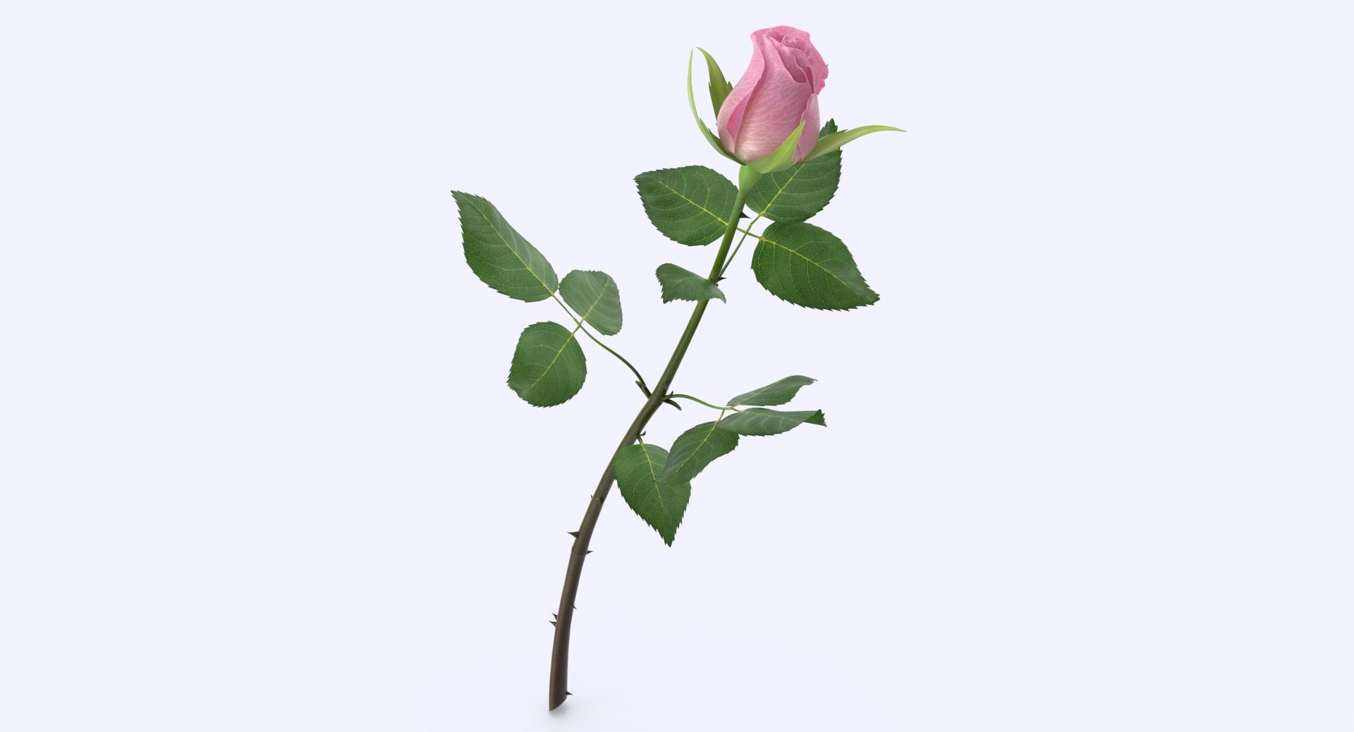 Rose Modeled 3d Max