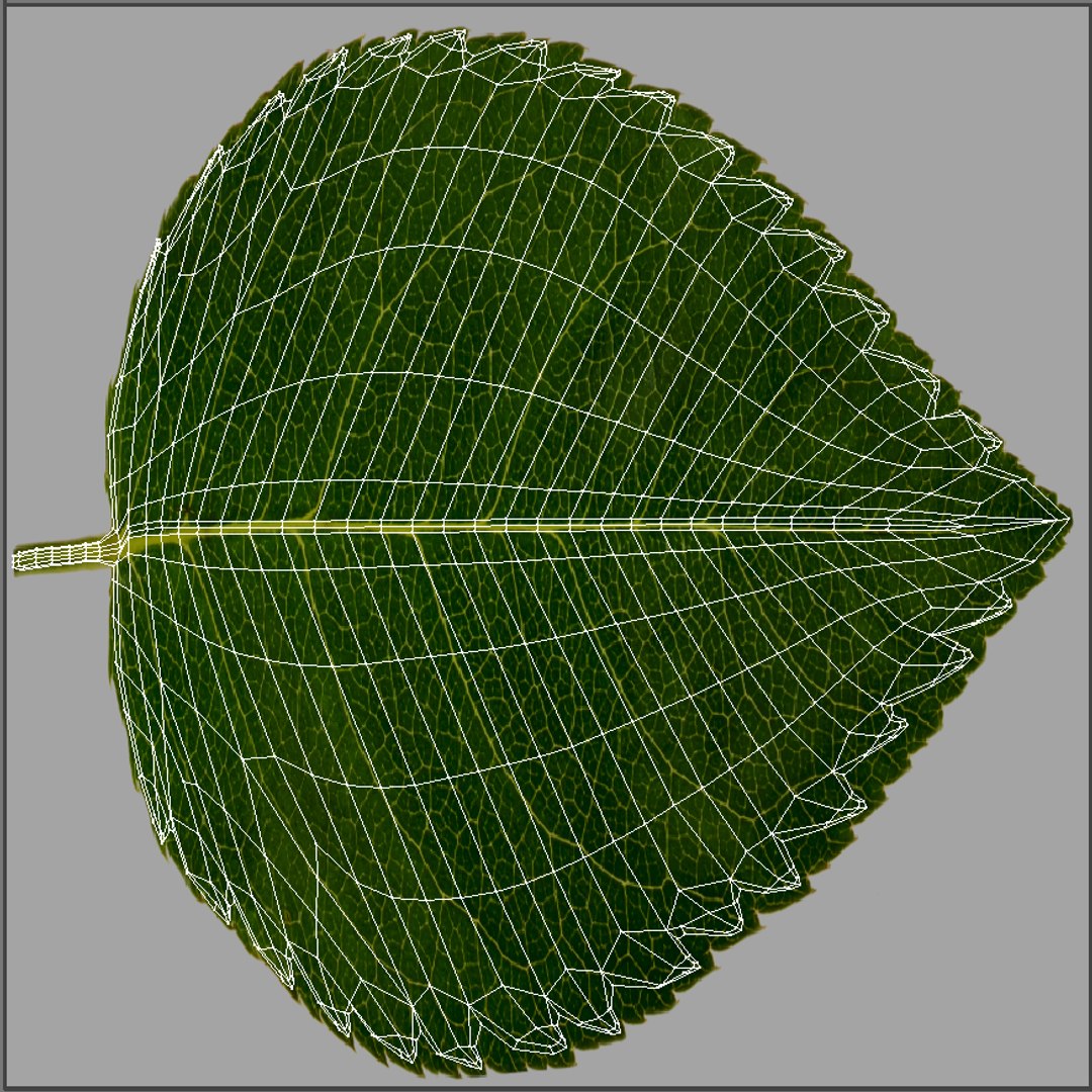 Rose Modeled 3d Max