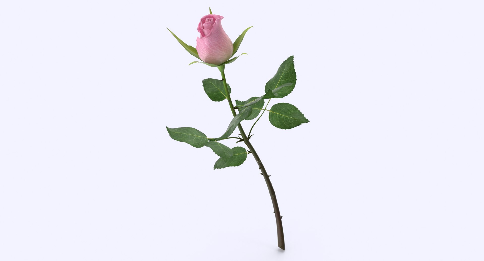 Rose Modeled 3d Max