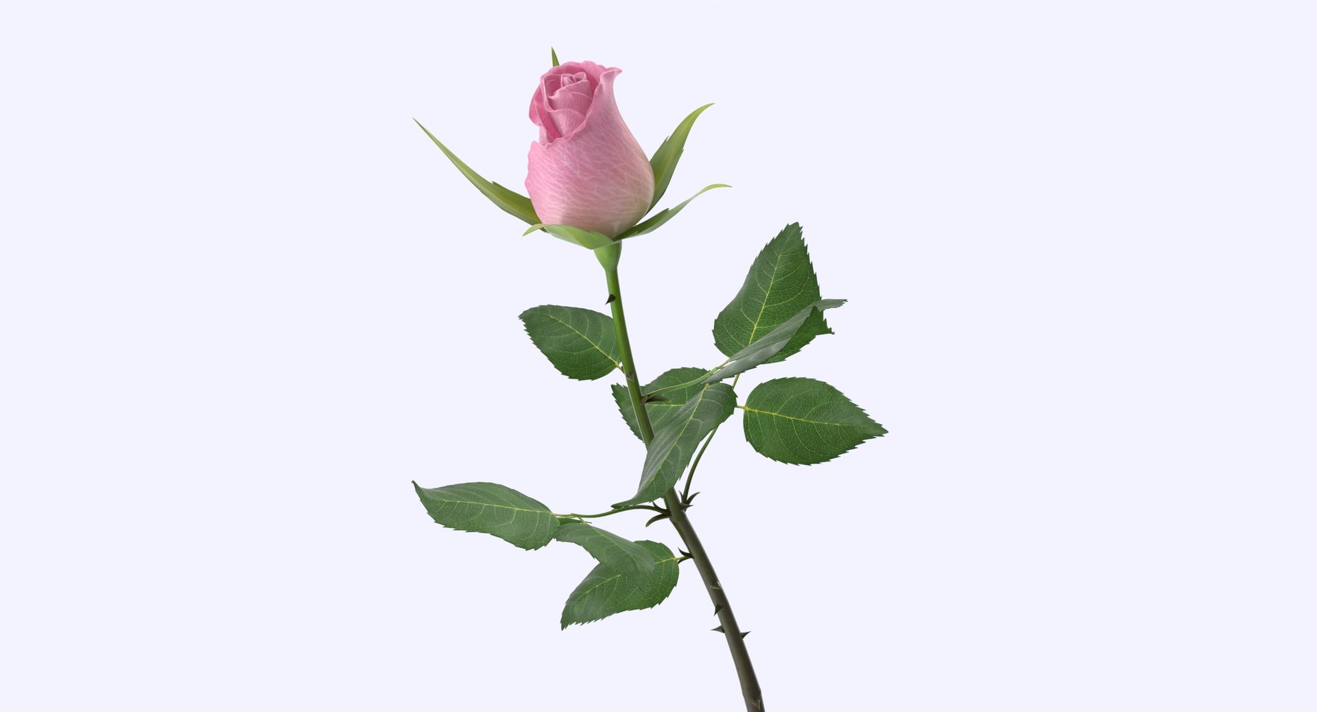 Rose Modeled 3d Max