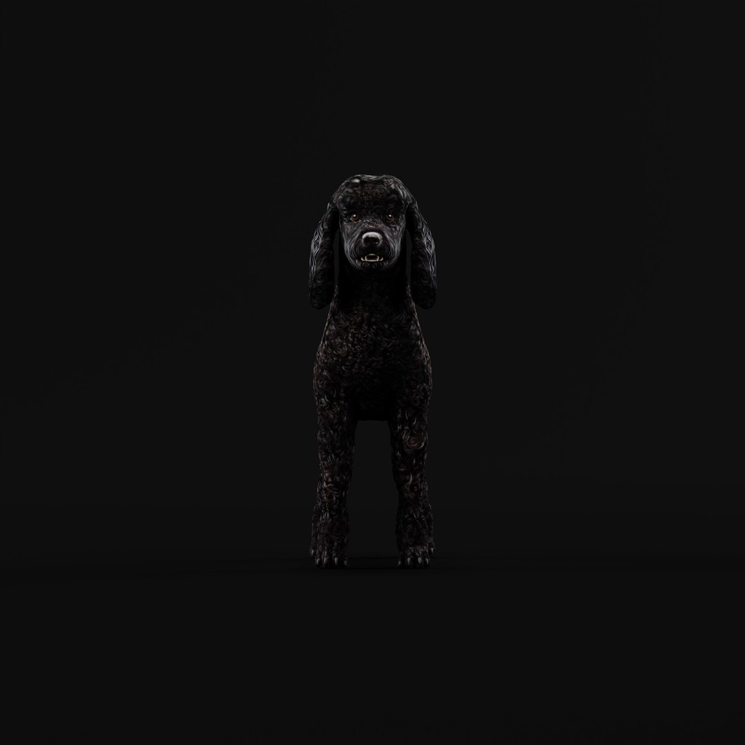 3D Poodle Dog - TurboSquid 2389776
