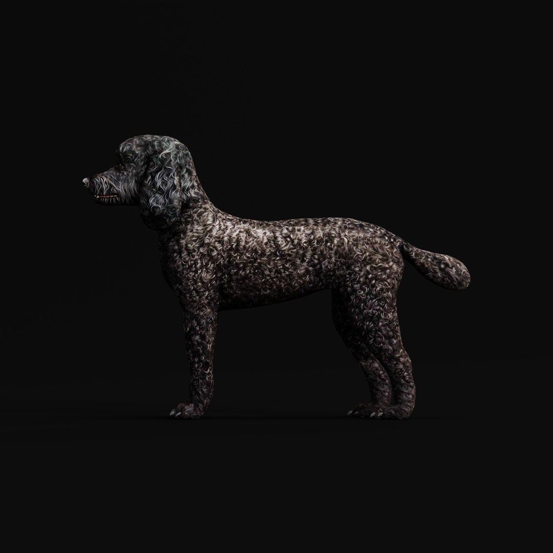 3D Poodle Dog - TurboSquid 2389776