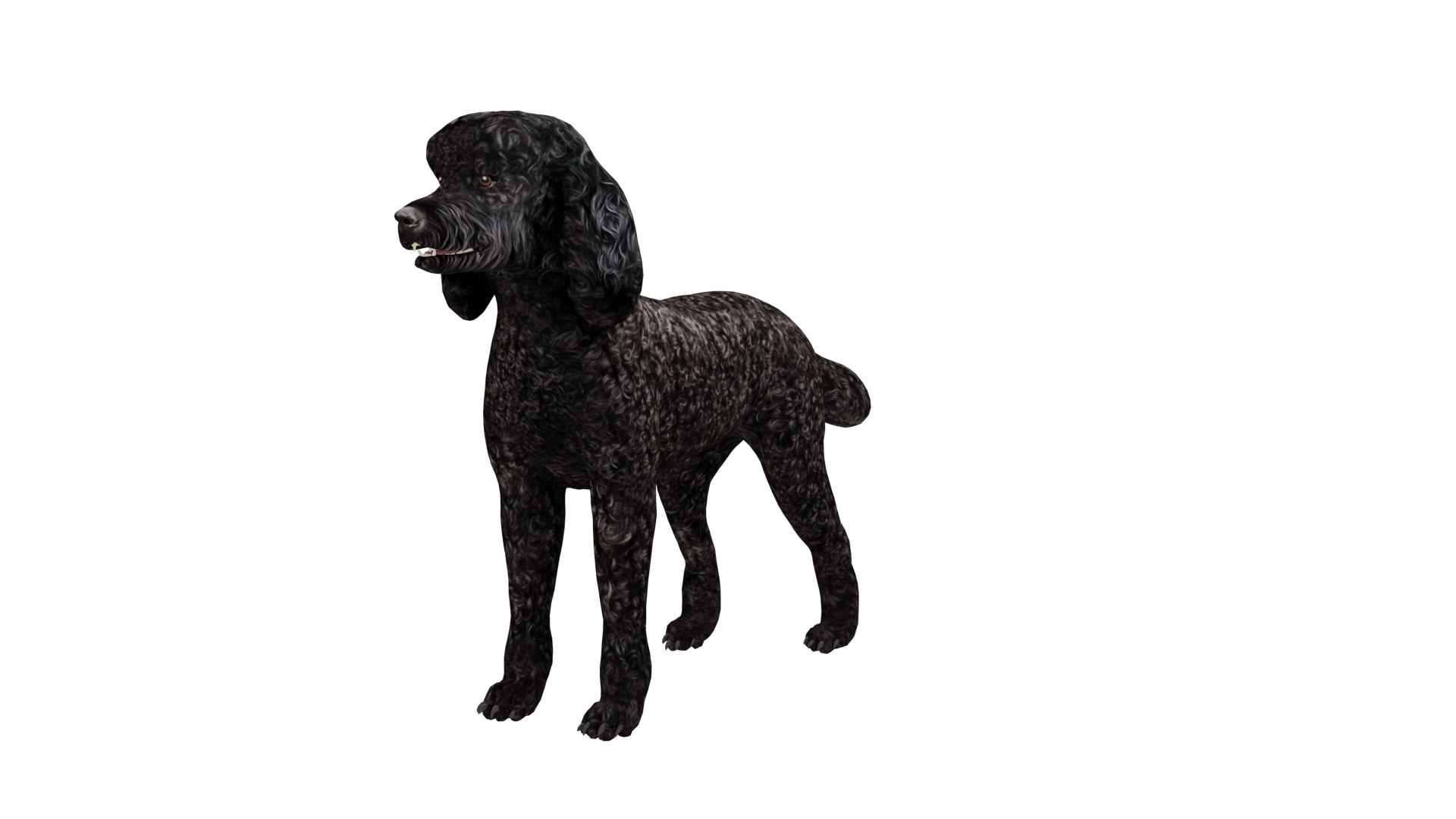 3D Poodle Dog - TurboSquid 2389776