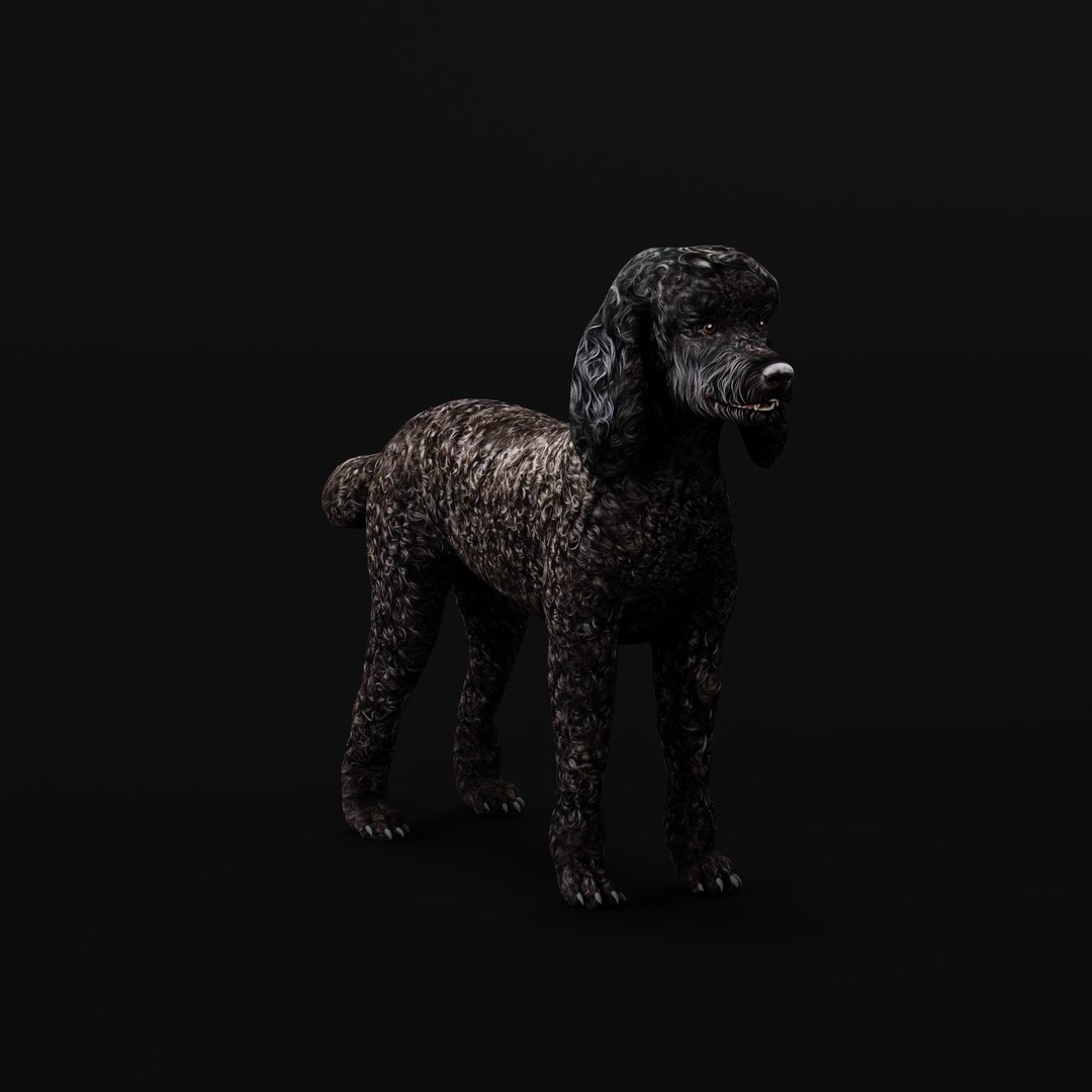 3D Poodle Dog - TurboSquid 2389776