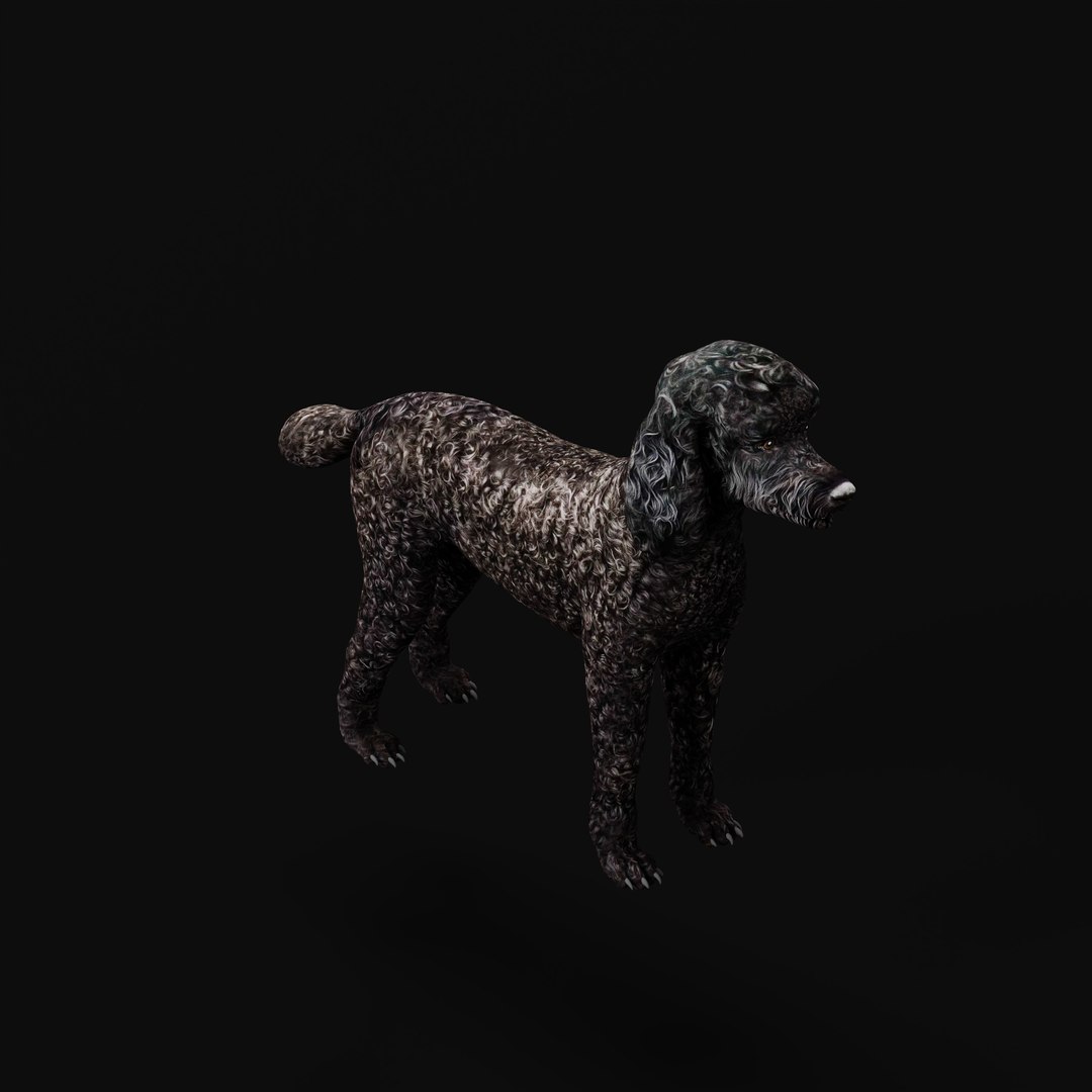 3D Poodle Dog - TurboSquid 2389776