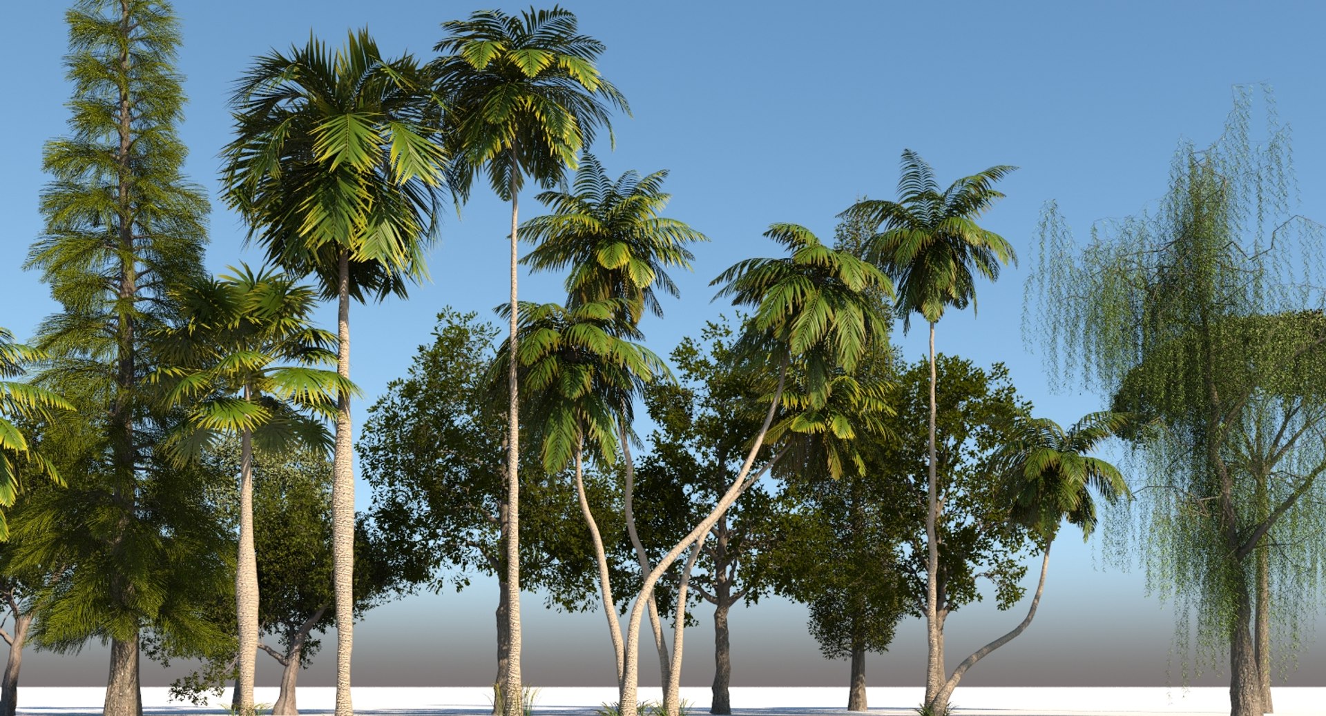 Palm Trees 3D Model - TurboSquid 1501346