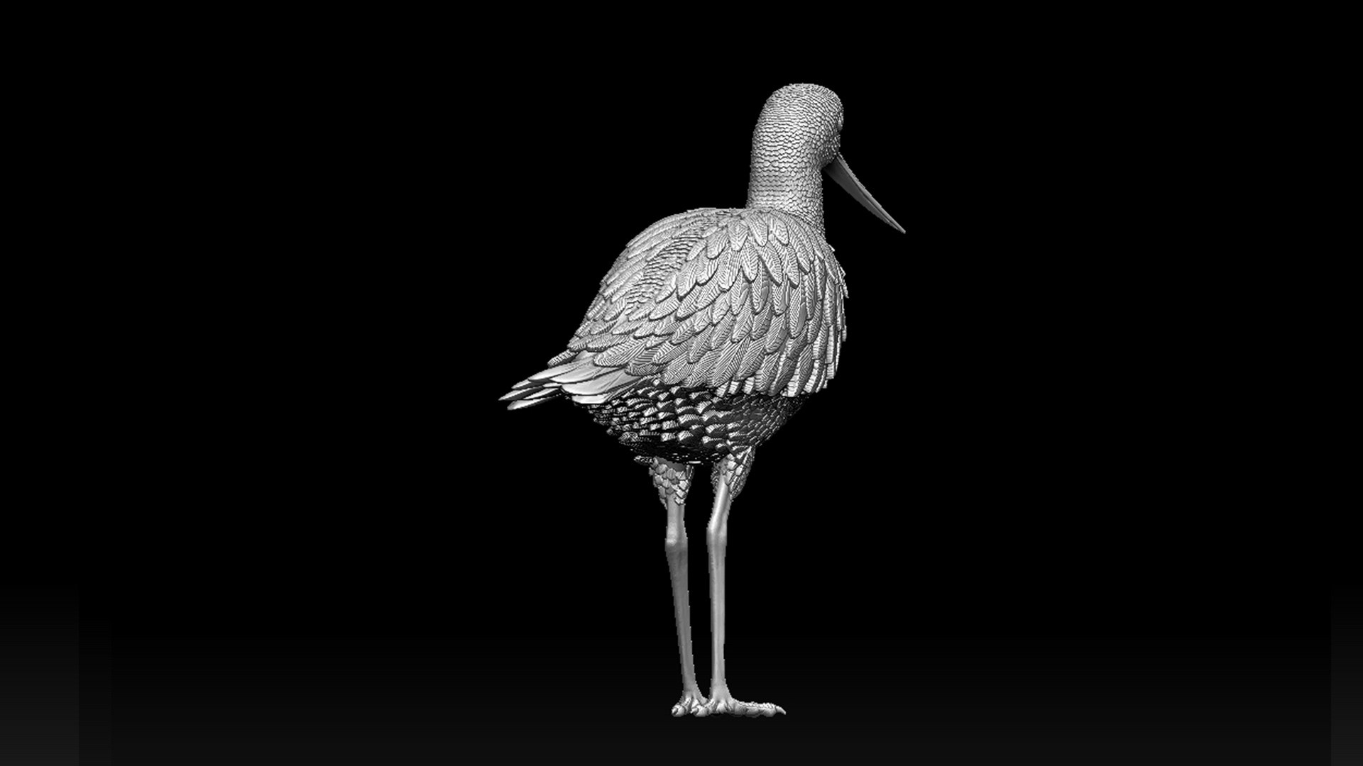 Wading Bird 3D Model - TurboSquid 2120484