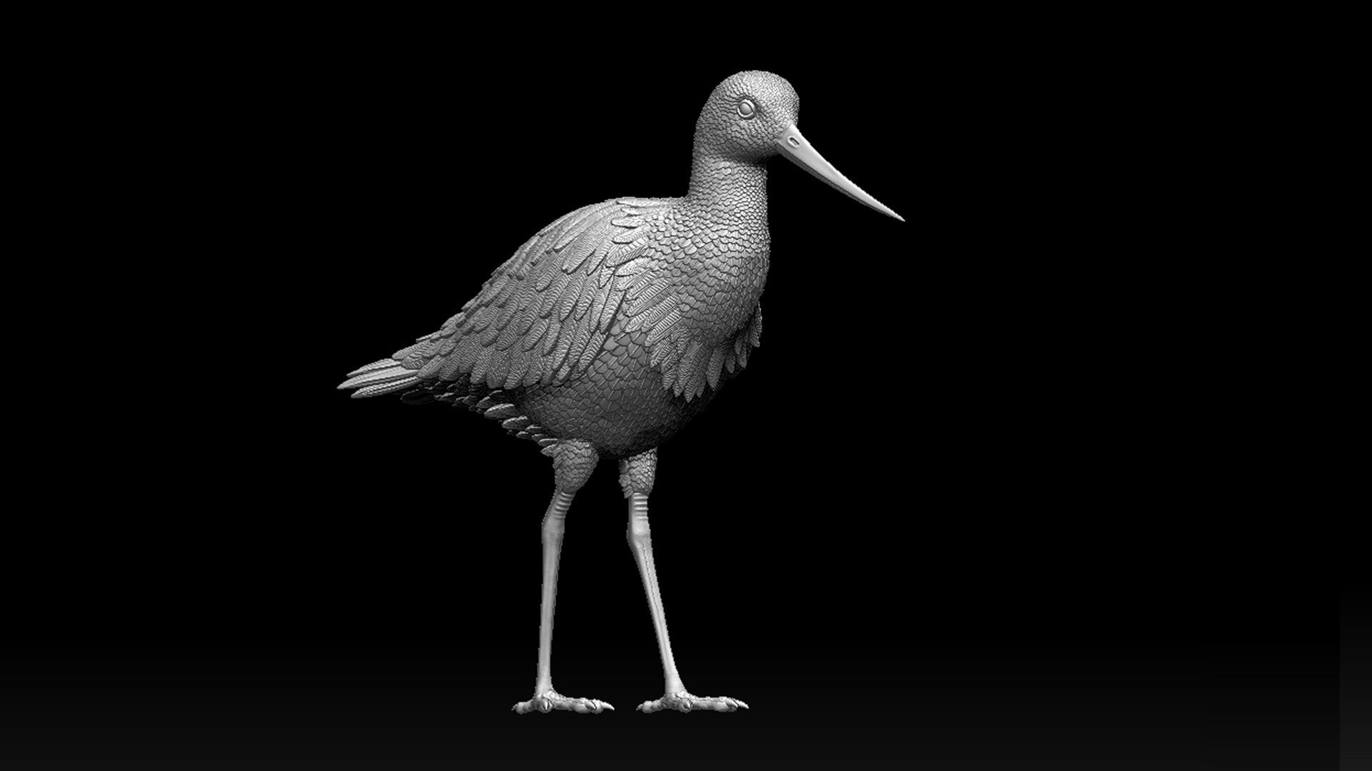 Wading Bird 3D Model - TurboSquid 2120484