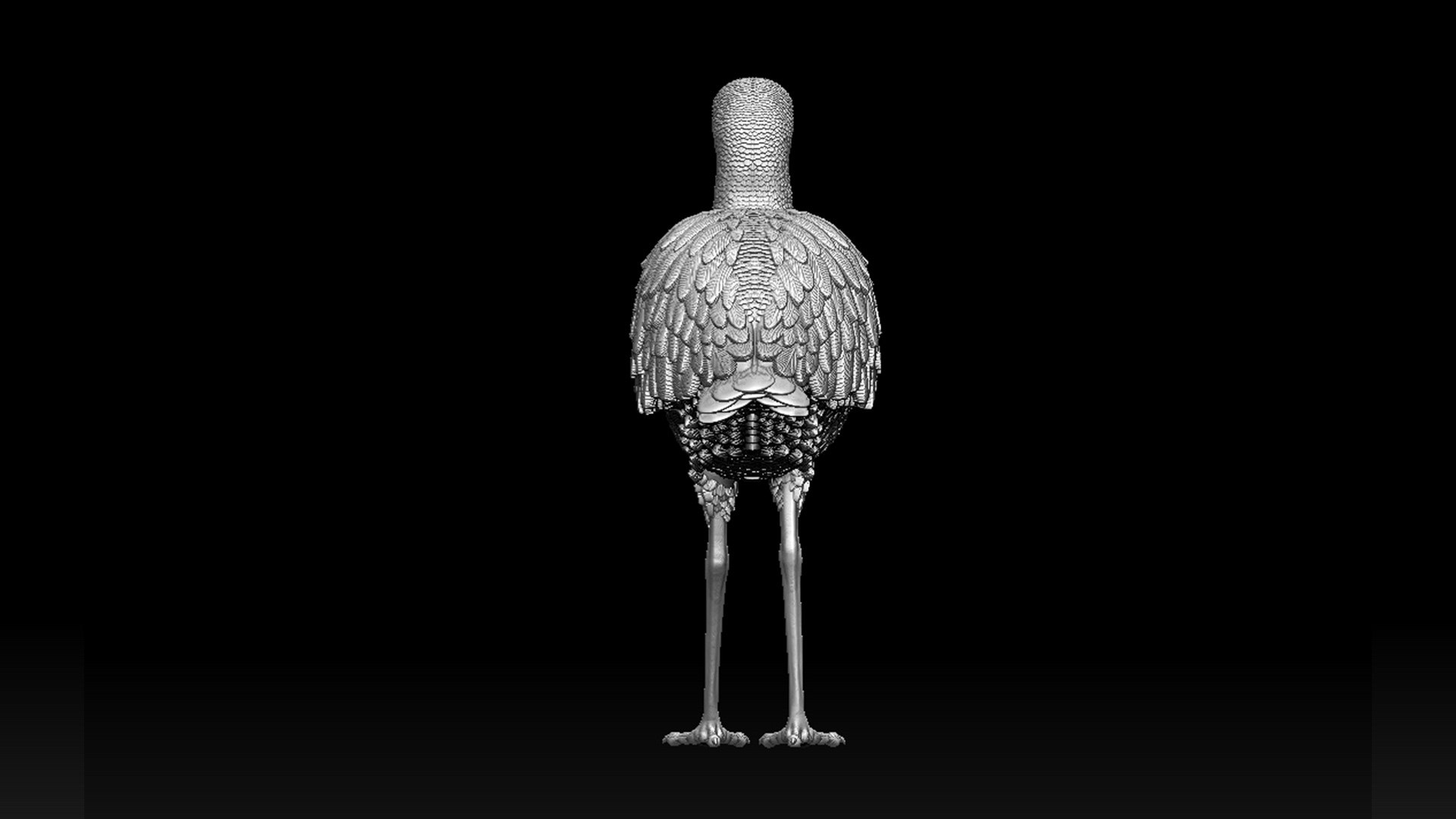 Wading Bird 3D Model - TurboSquid 2120484
