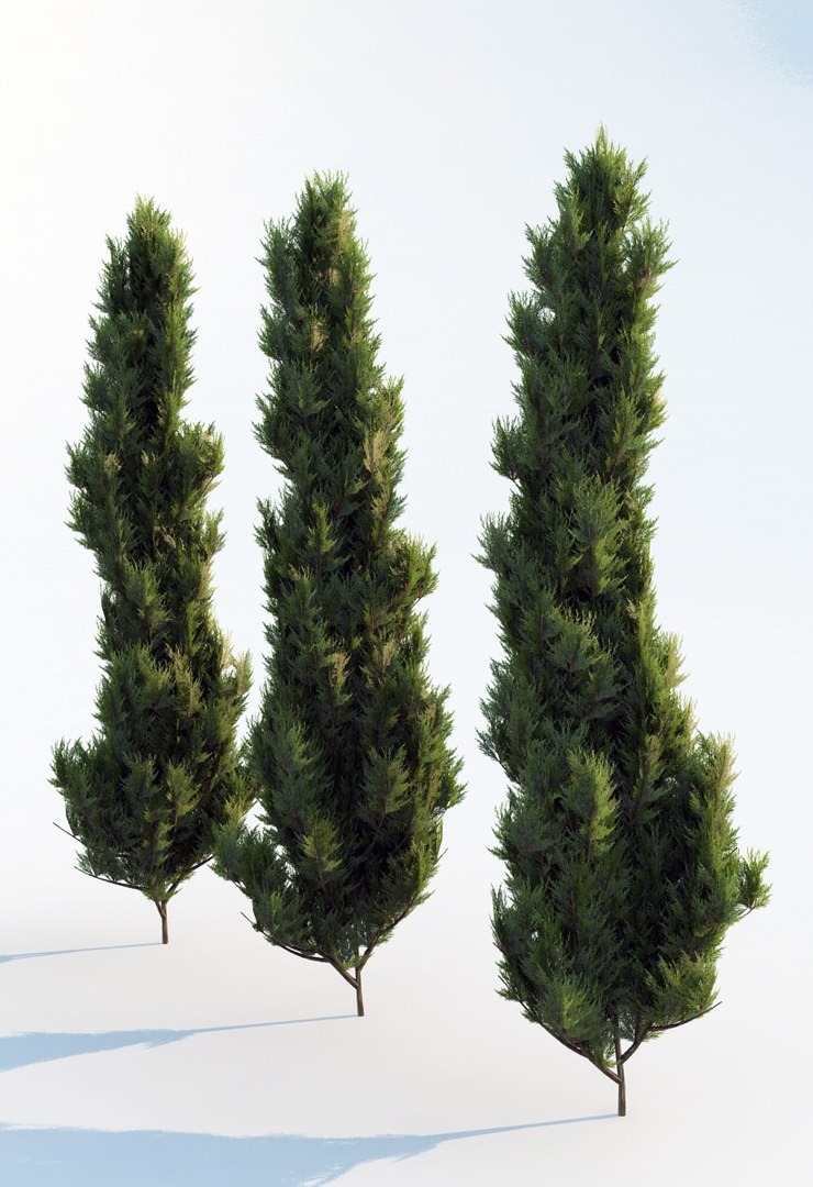 Thuja Tree 3d Model