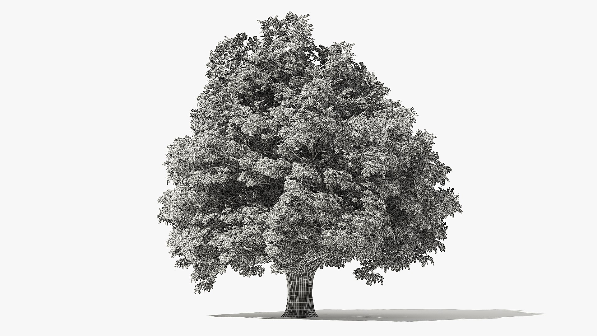 3D Rock Elm Tree Model - TurboSquid 1464521