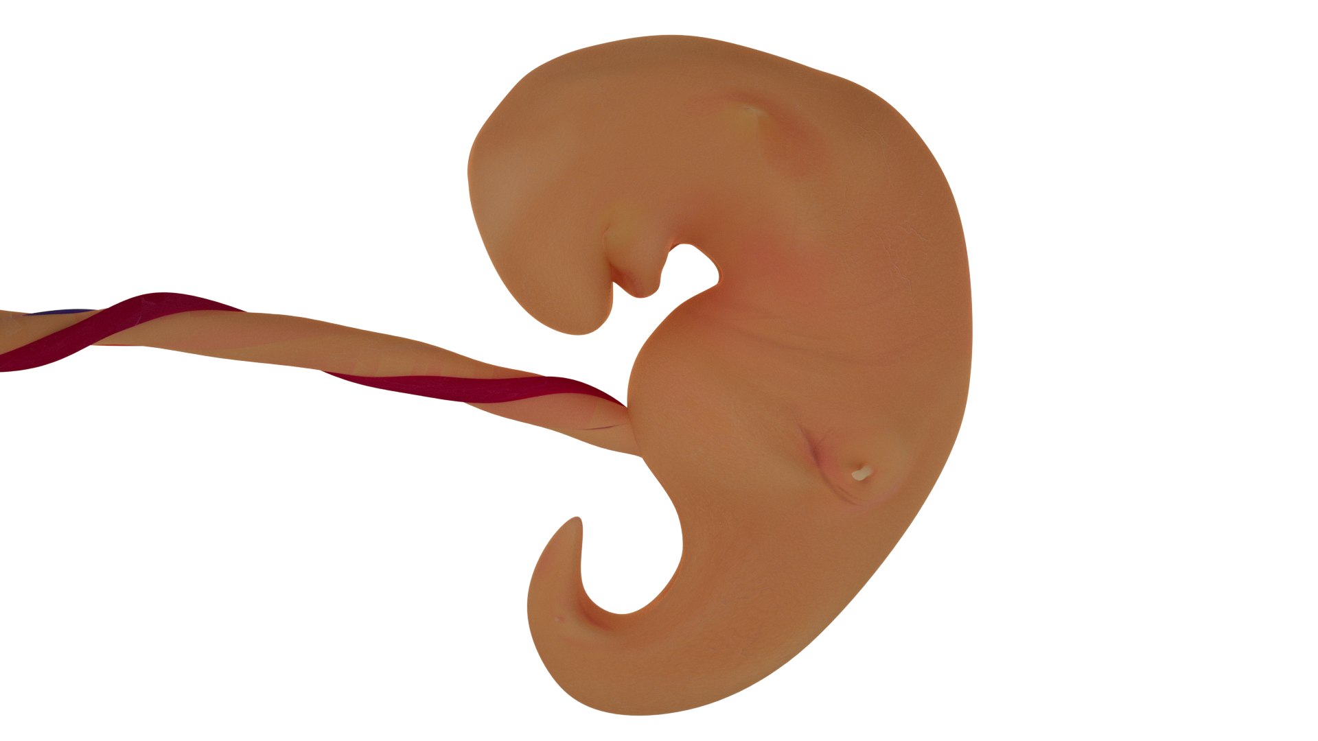 3D Model 3d Model Human Embryo Fetus Growth Animation - TurboSquid 2009848