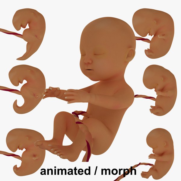 3D model 3d model Human embryo fetus Growth animation - TurboSquid 2009848