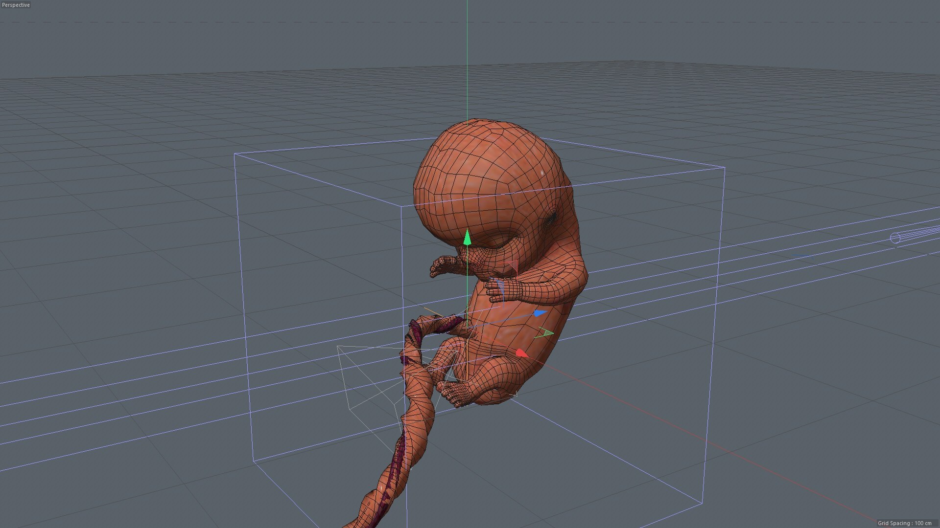 3D Model 3d Model Human Embryo Fetus Growth Animation - TurboSquid 2009848