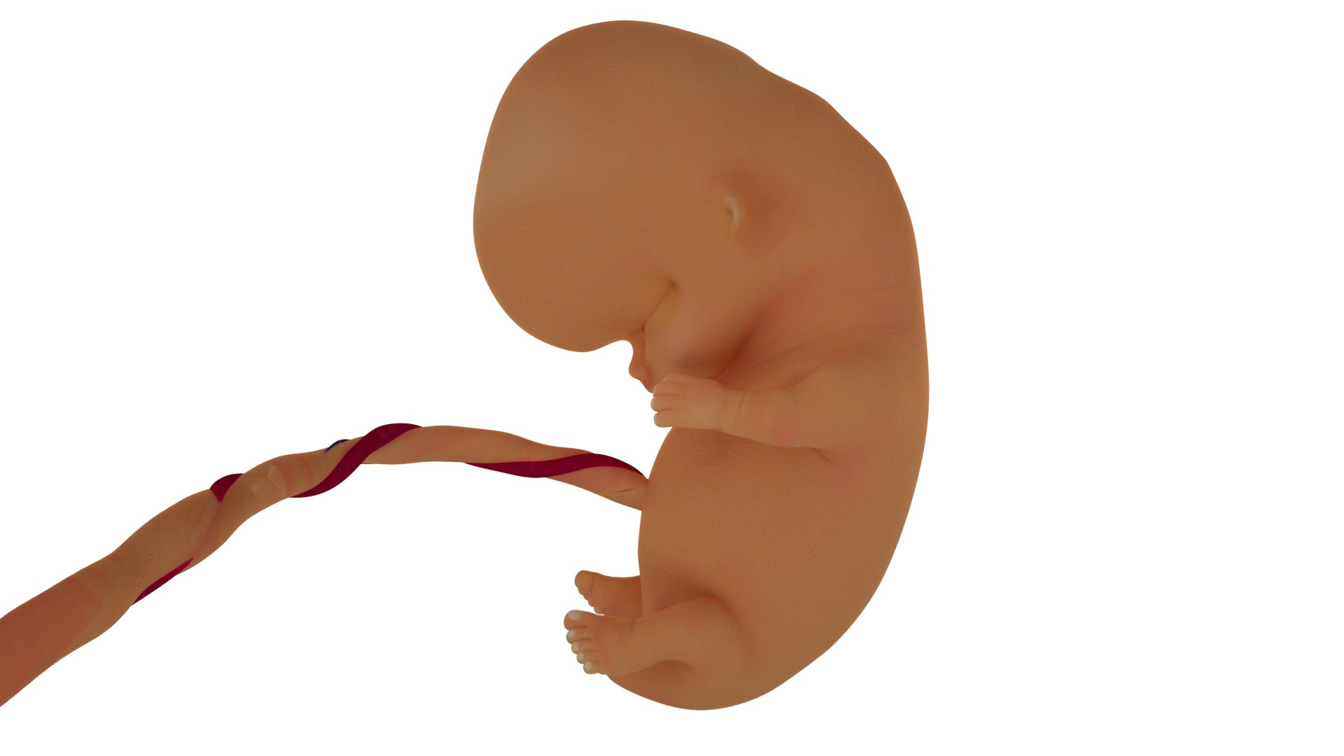 3D Model 3d Model Human Embryo Fetus Growth Animation - TurboSquid 2009848