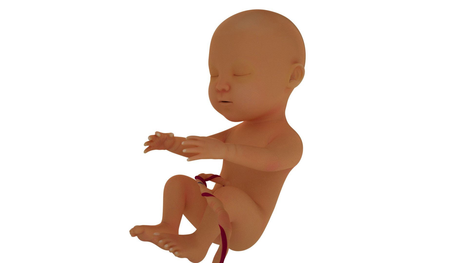 3D Model 3d Model Human Embryo Fetus Growth Animation - TurboSquid 2009848