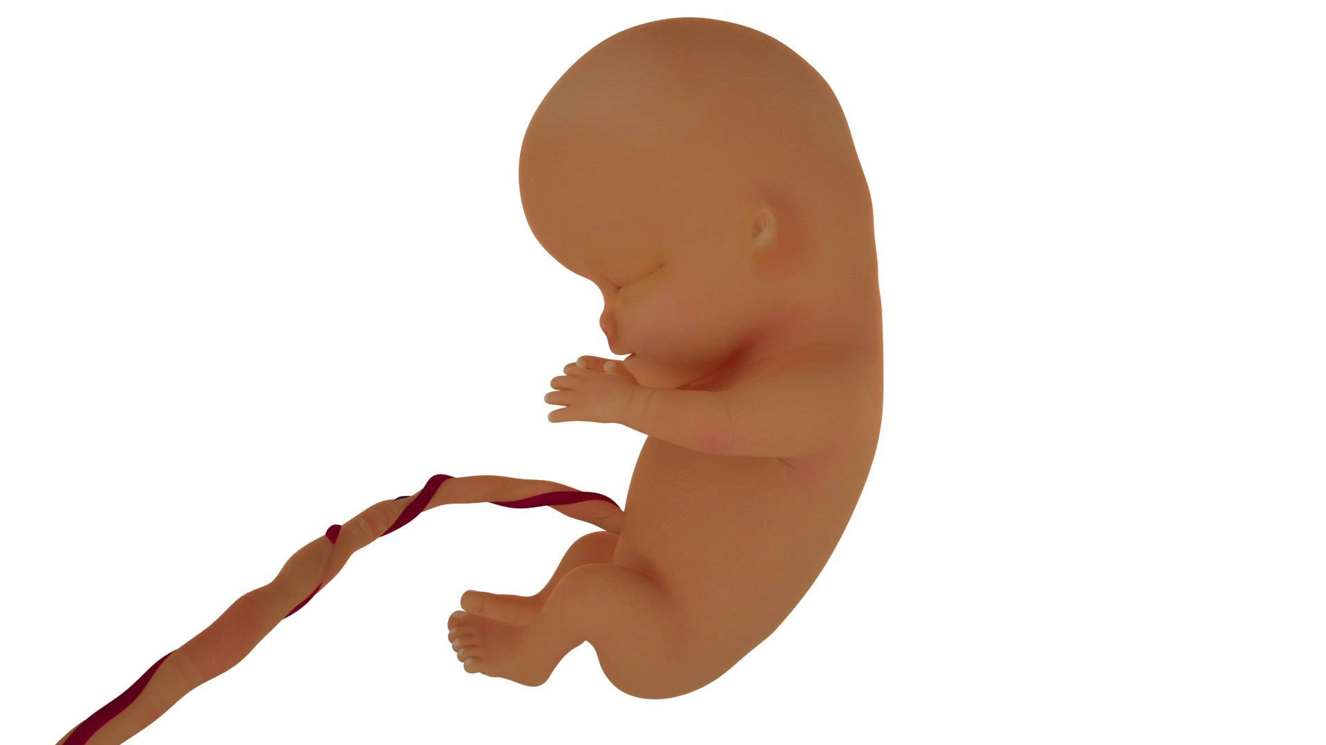 3D Model 3d Model Human Embryo Fetus Growth Animation - TurboSquid 2009848