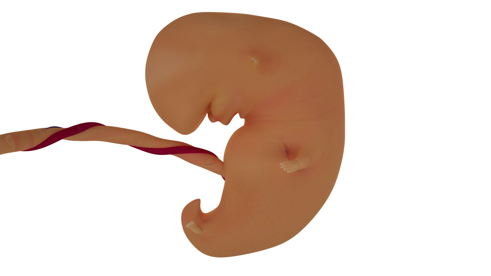 3D Model 3d Model Human Embryo Fetus Growth Animation - TurboSquid 2009848