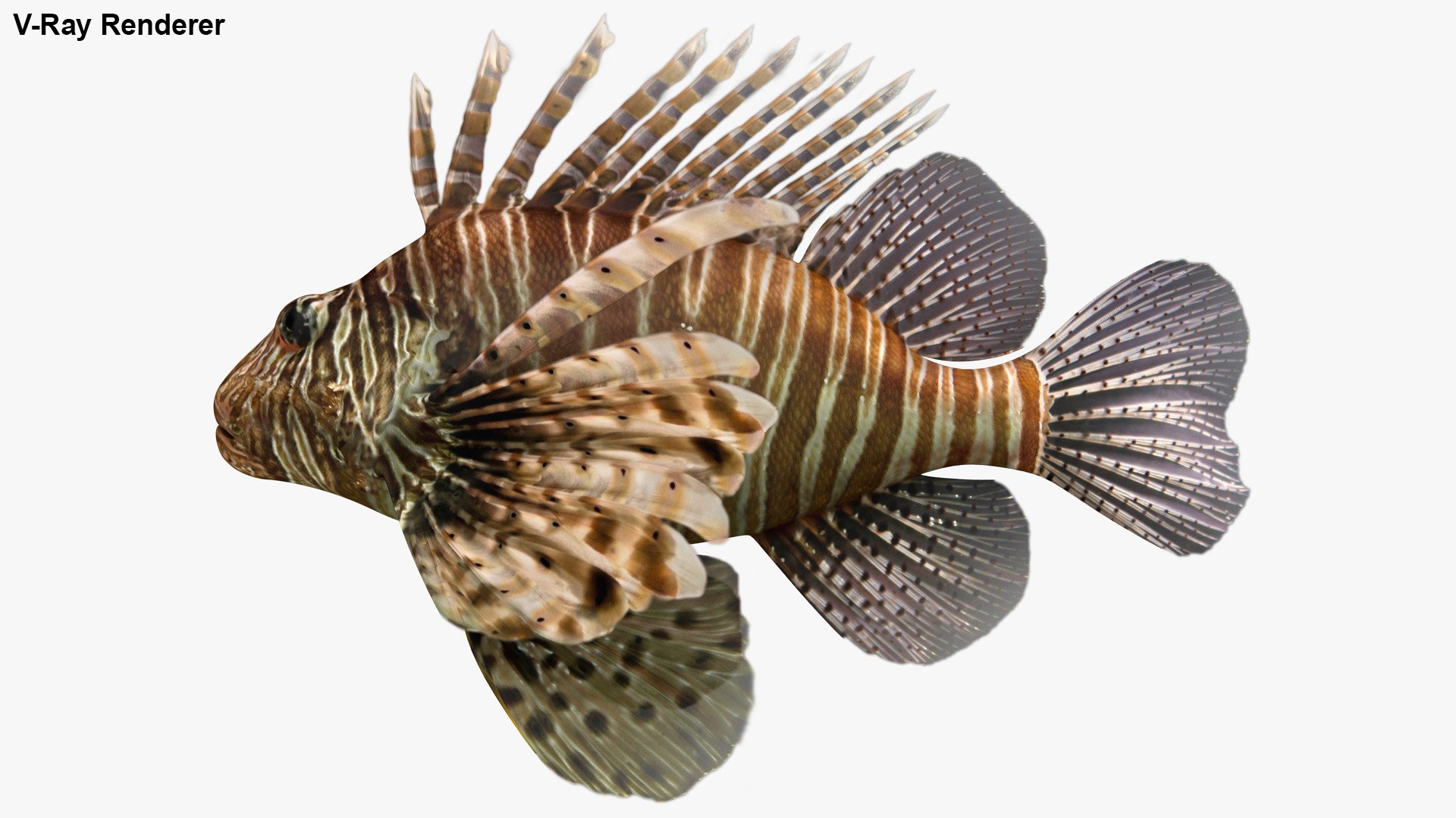 3D Model Saltwater Fish Set - TurboSquid 1189282