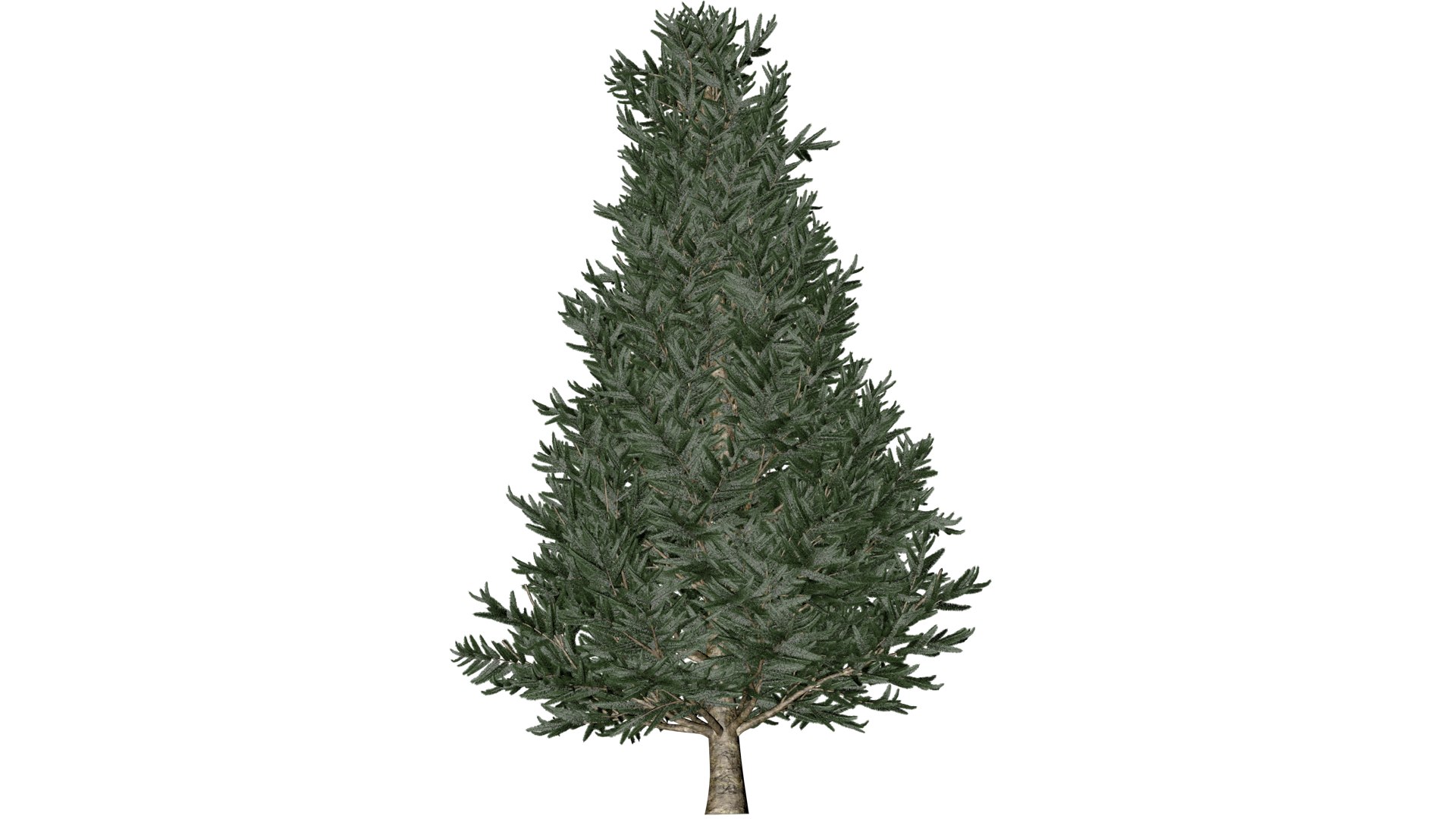 3D Model Fraser Fir Tree - 06 - - TurboSquid 2373468
