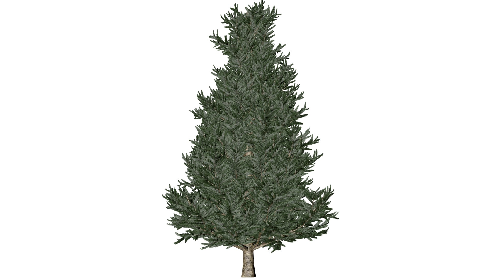 3D Model Fraser Fir Tree - 06 - - TurboSquid 2373468