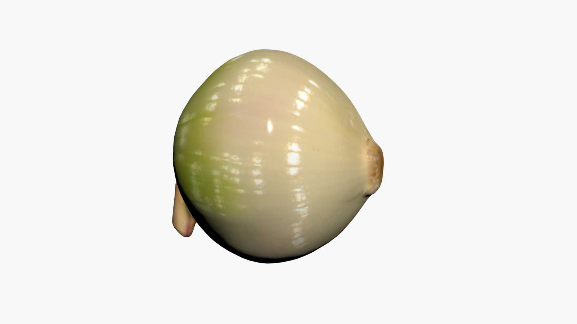 3D Onion 3D Scan High Quality model - TurboSquid 1748551