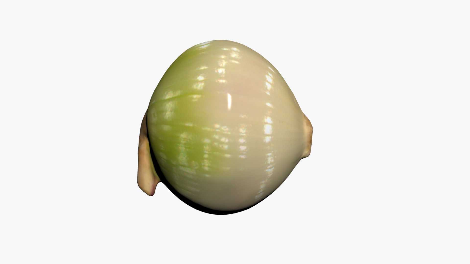 3D Onion 3D Scan High Quality model - TurboSquid 1748551