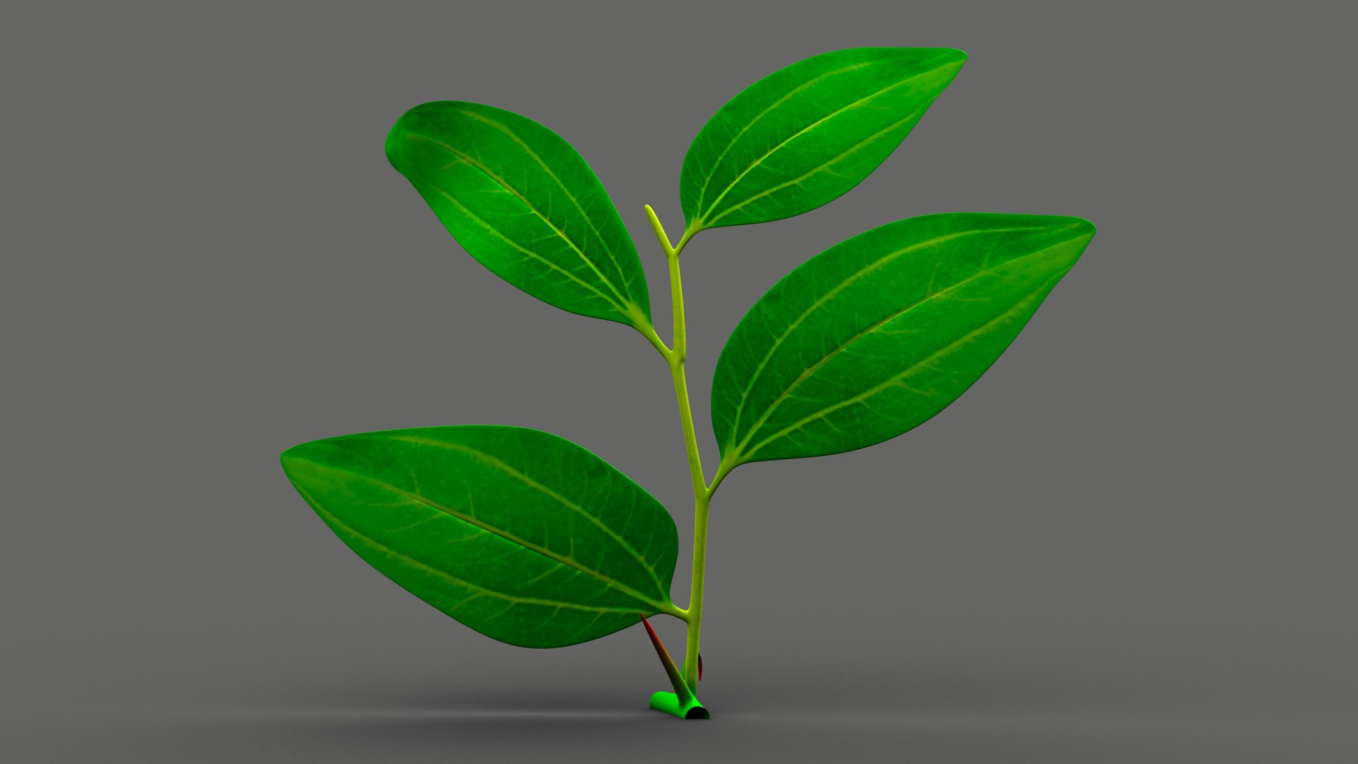 Jujube Plant Leaf 3D Model - TurboSquid 1804469