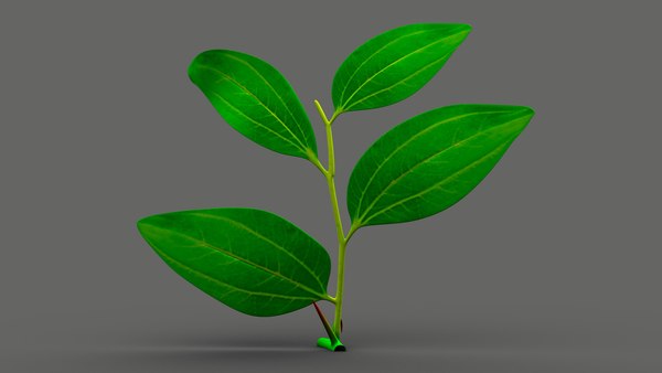 3D Yuyuba Models | TurboSquid