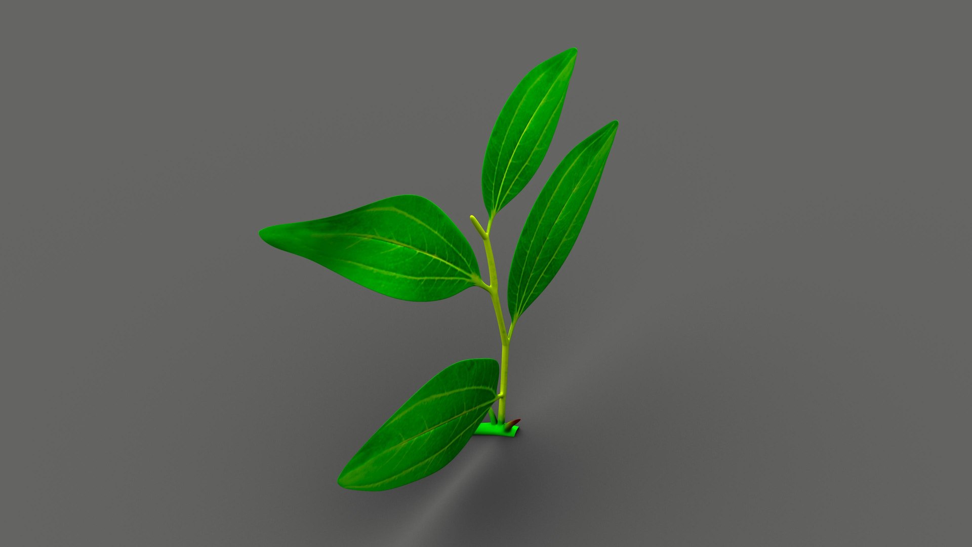 Jujube Plant Leaf 3D Model - TurboSquid 1804469