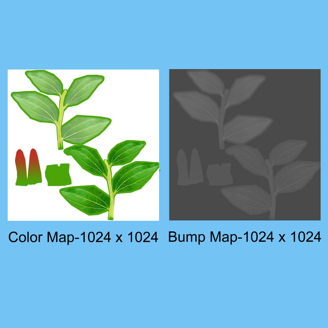 Jujube Plant Leaf 3D Model - TurboSquid 1804469