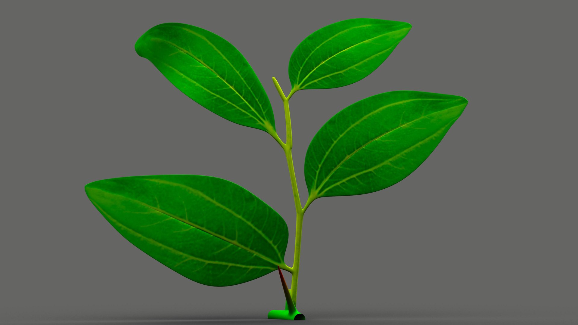 Jujube Plant Leaf 3D Model - TurboSquid 1804469