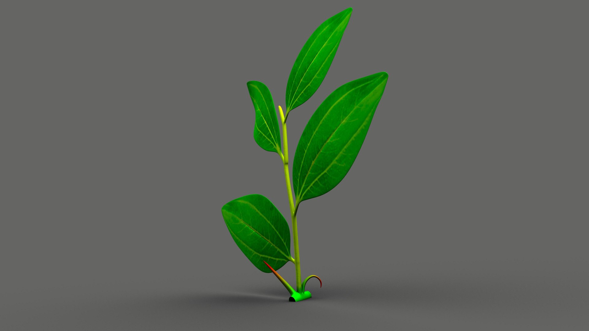 Jujube Plant Leaf 3D Model - TurboSquid 1804469