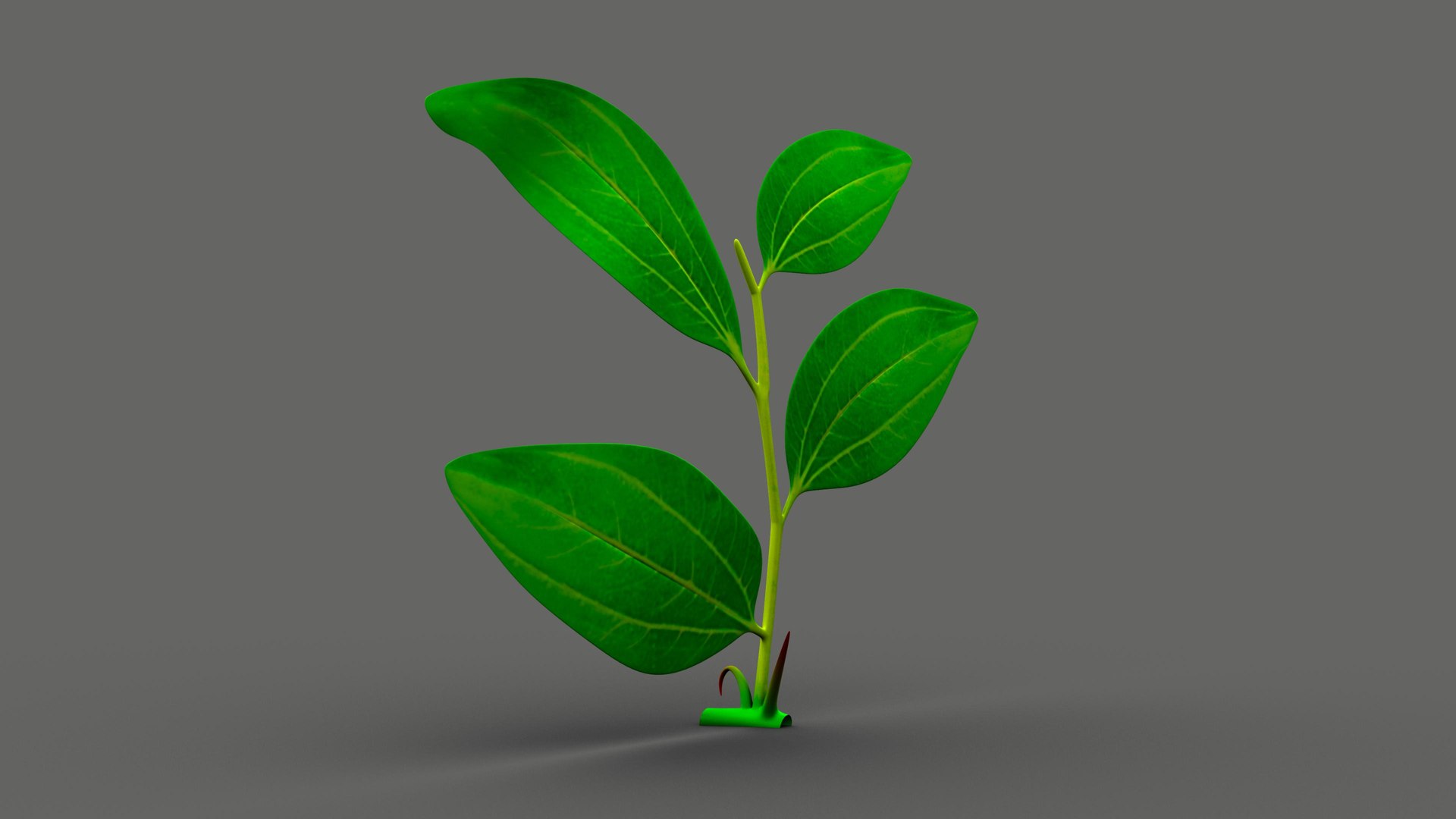 Jujube Plant Leaf 3D Model - TurboSquid 1804469