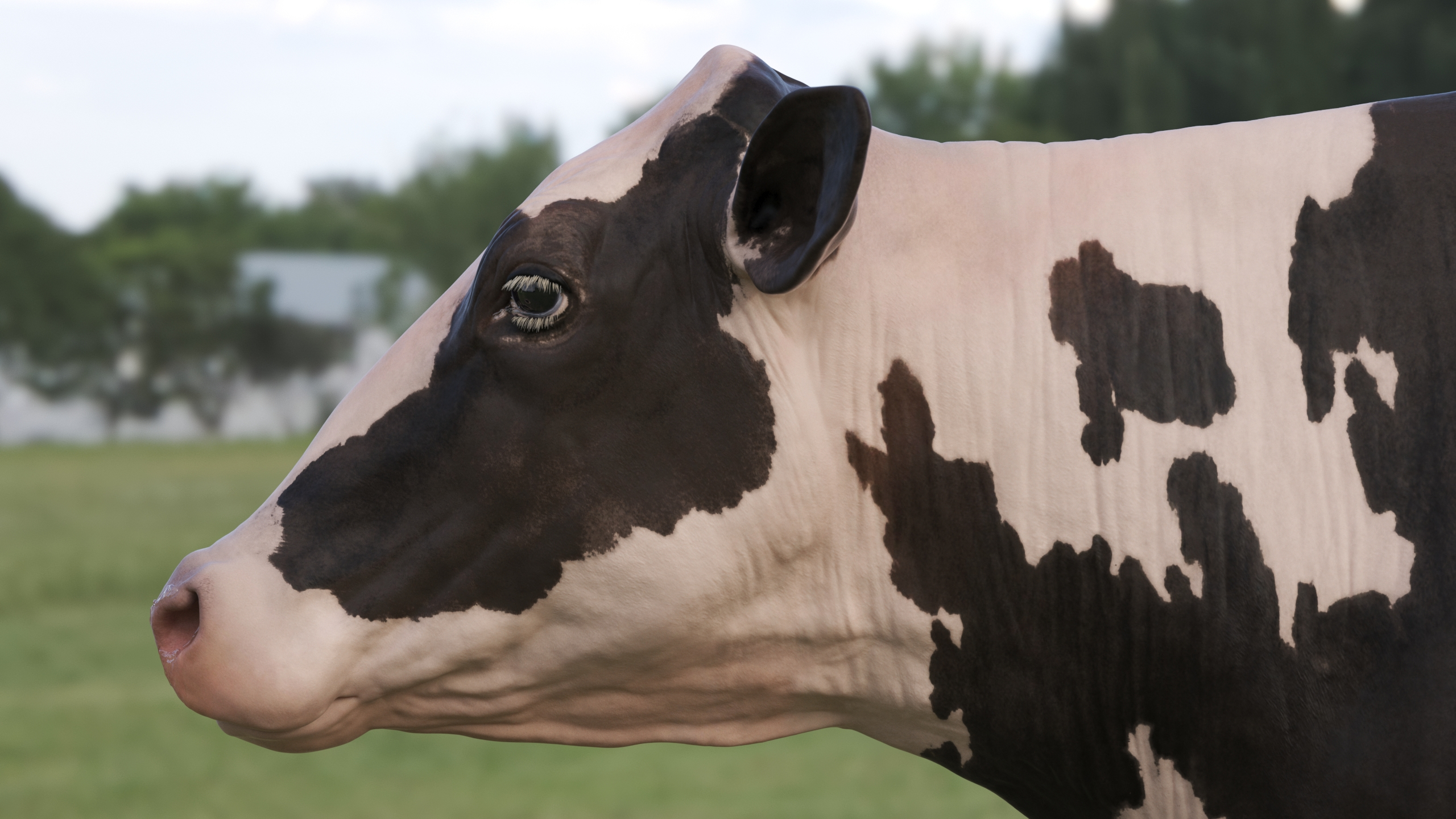 Holstein cow 3D model - TurboSquid 1681931