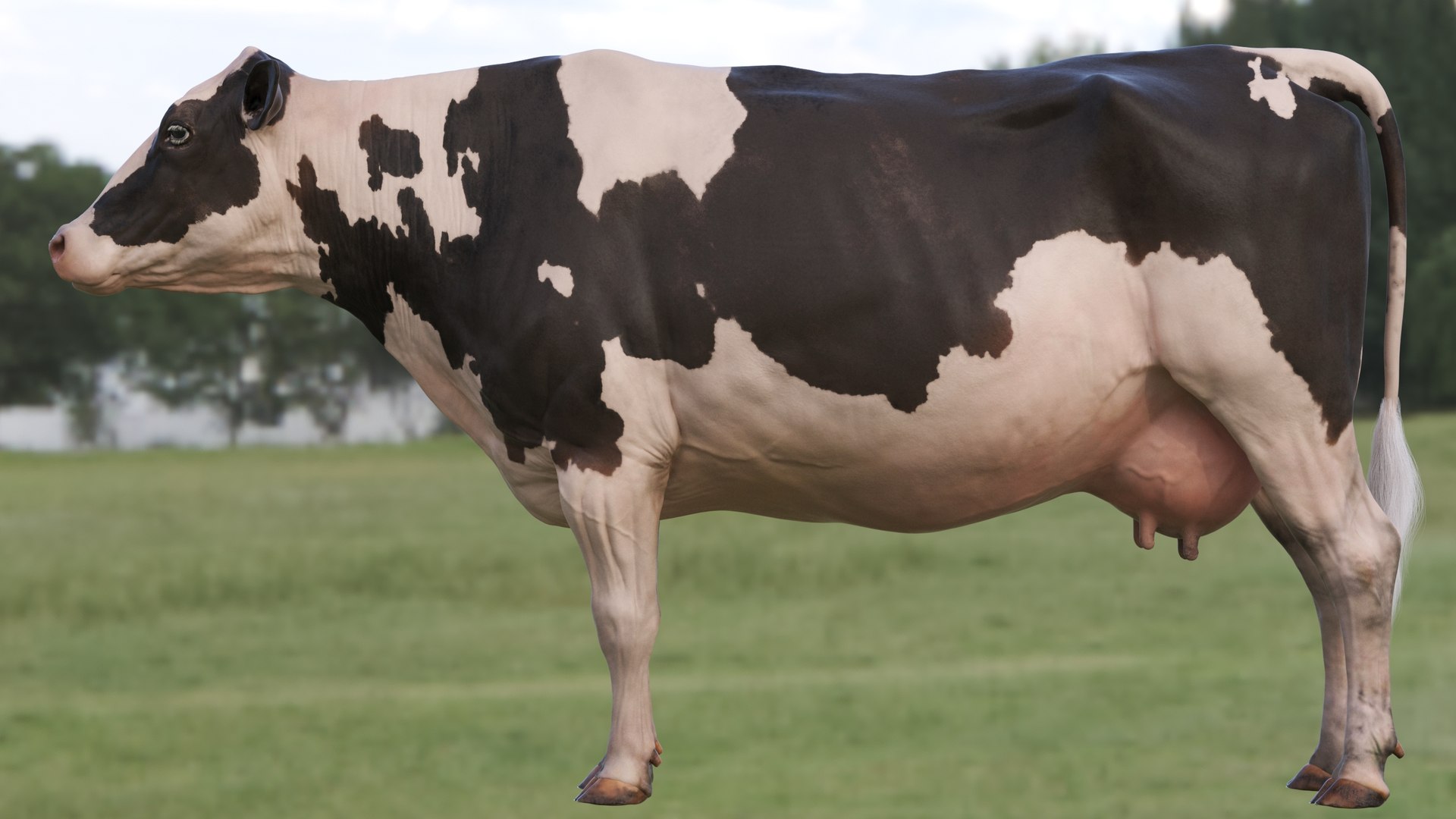 Holstein Cow 3D Model - TurboSquid 1681931