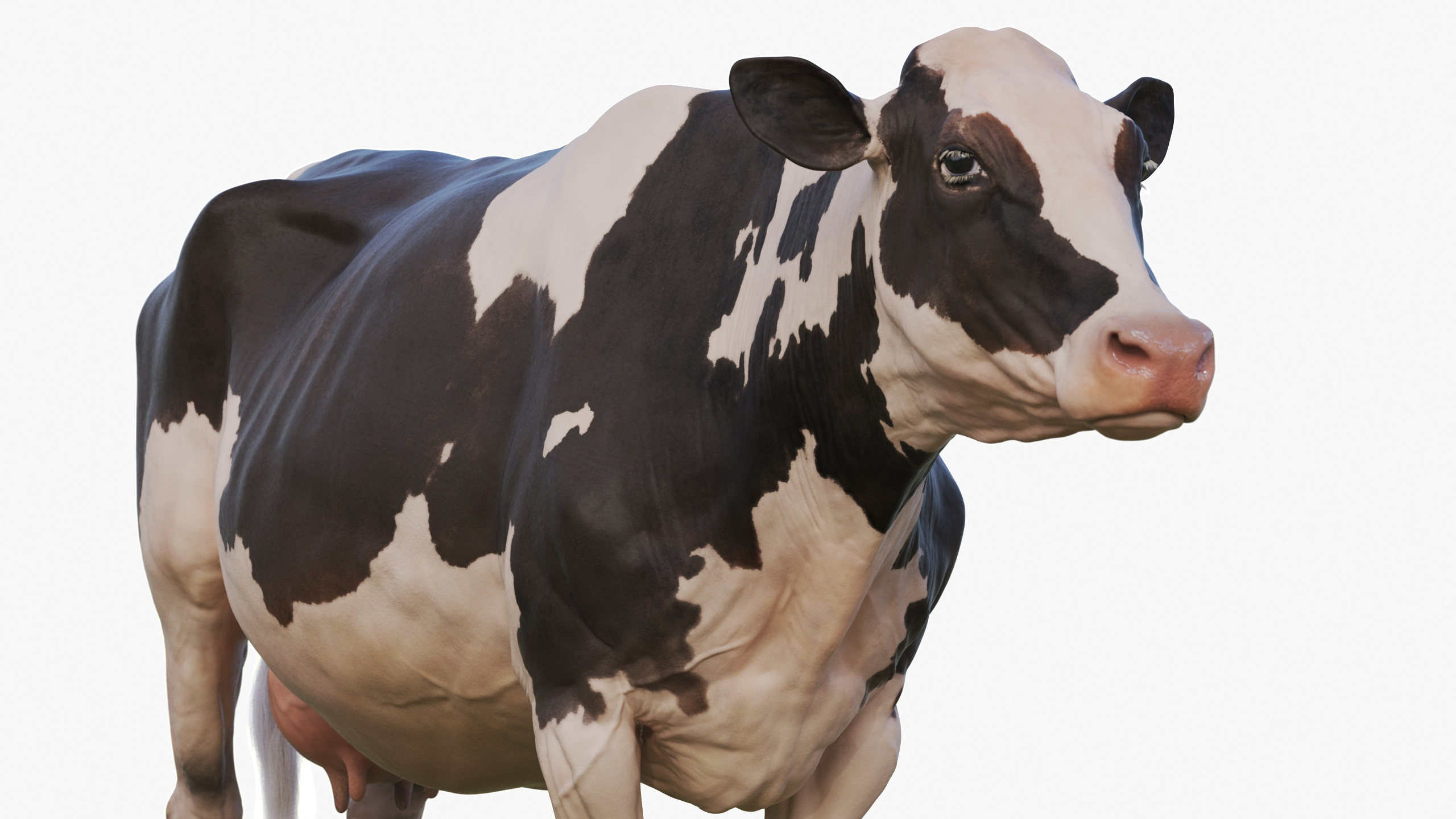 Holstein cow 3D model - TurboSquid 1681931
