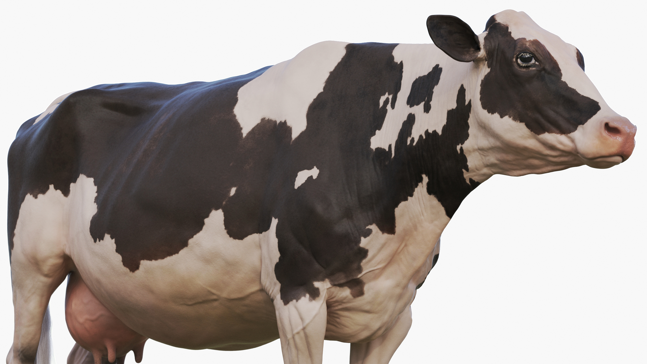 Holstein cow 3D model - TurboSquid 1681931