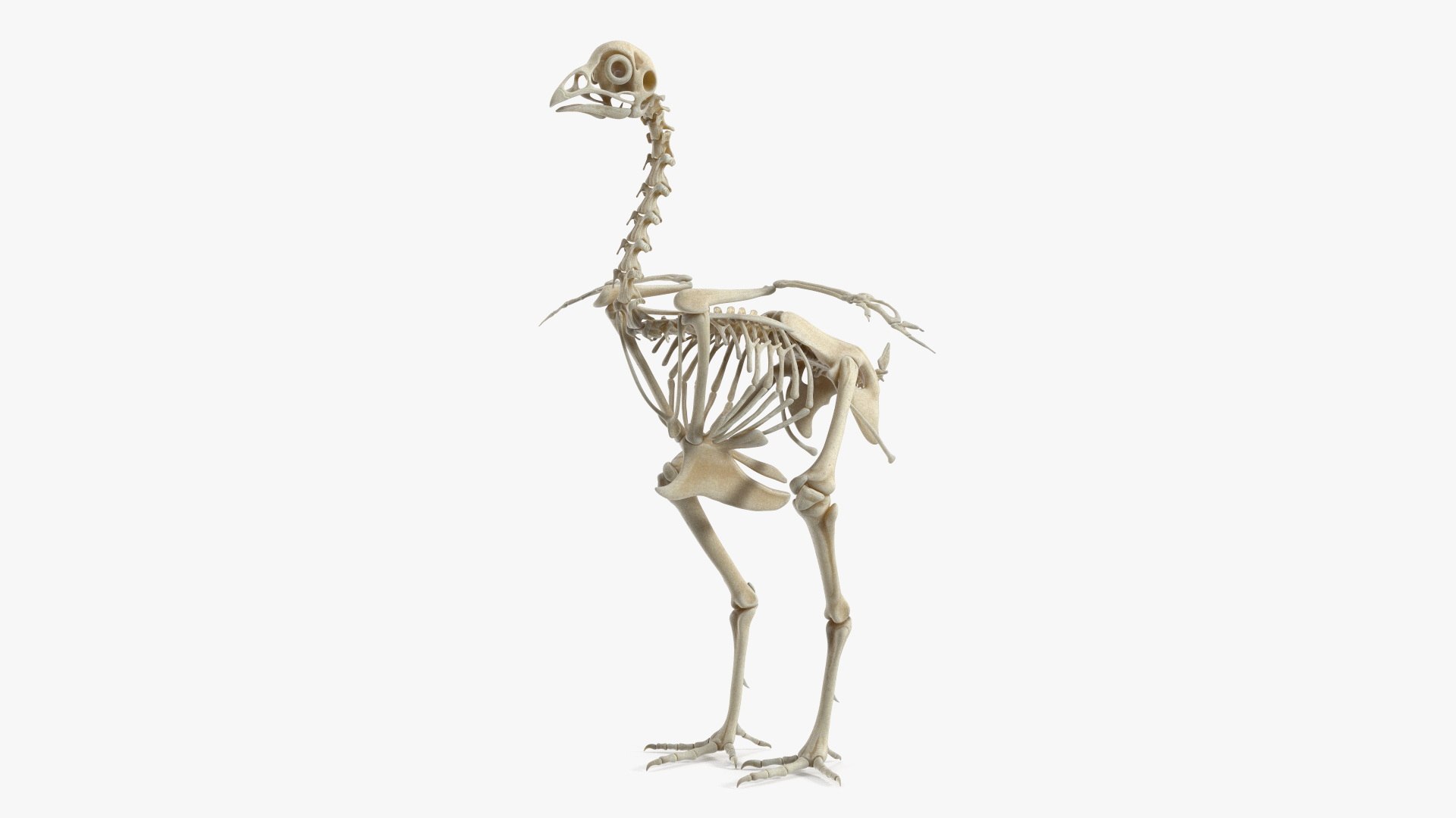chicken skeleton system