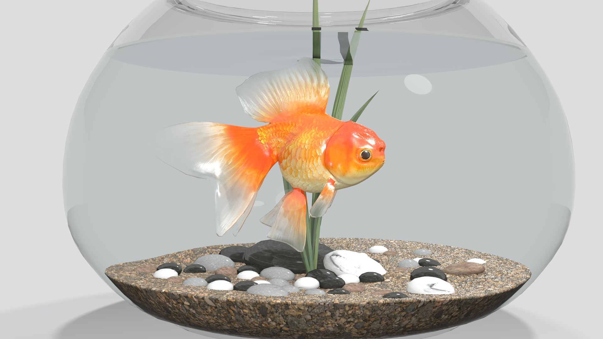 3D Model Ball-Aquarium- Animated GoldfishT1 - TurboSquid 2015383