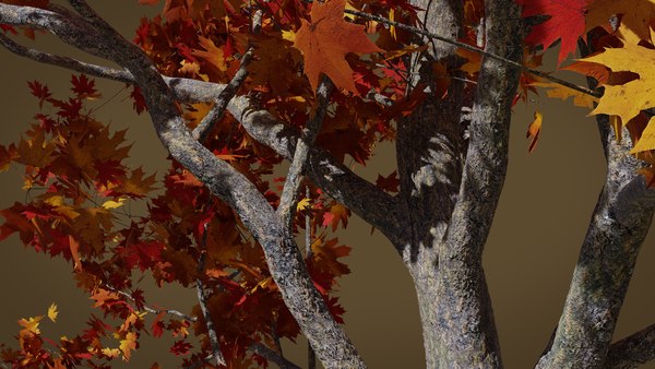 3D maple autumn trees - TurboSquid 1480872