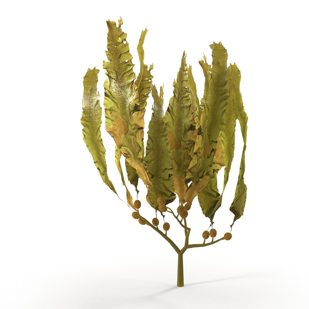 Seaweed Yellow V3 3D - TurboSquid 1812297