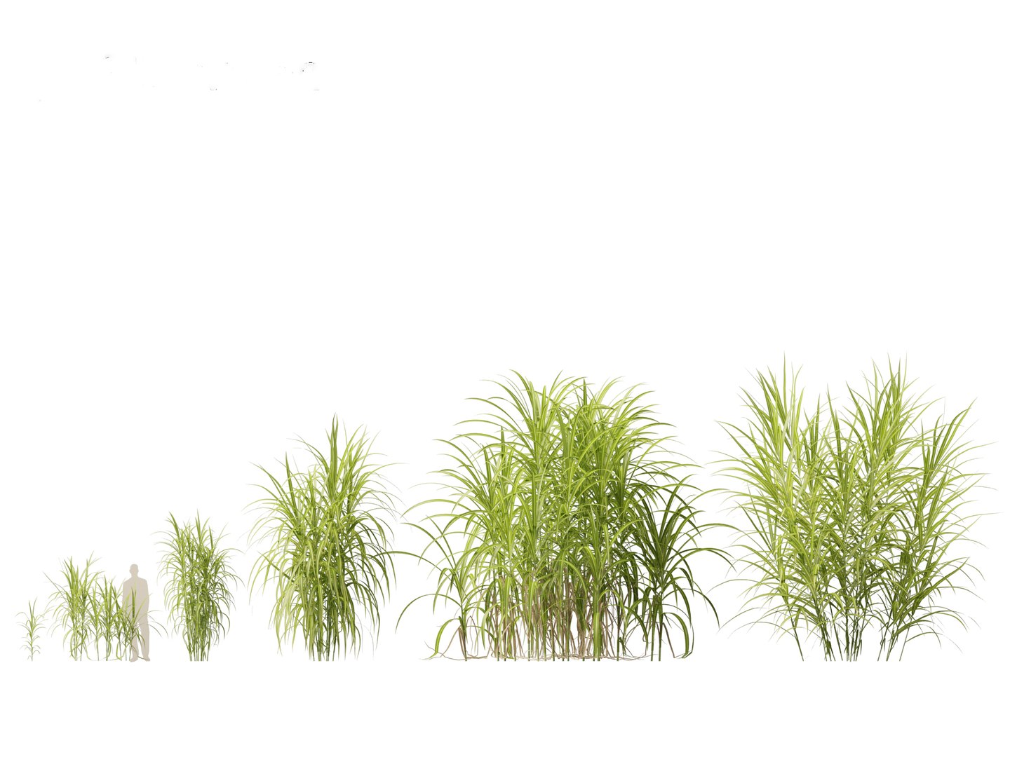 3D Miscanthus Giganteus - Giant Miscanthus - TurboSquid 2139415