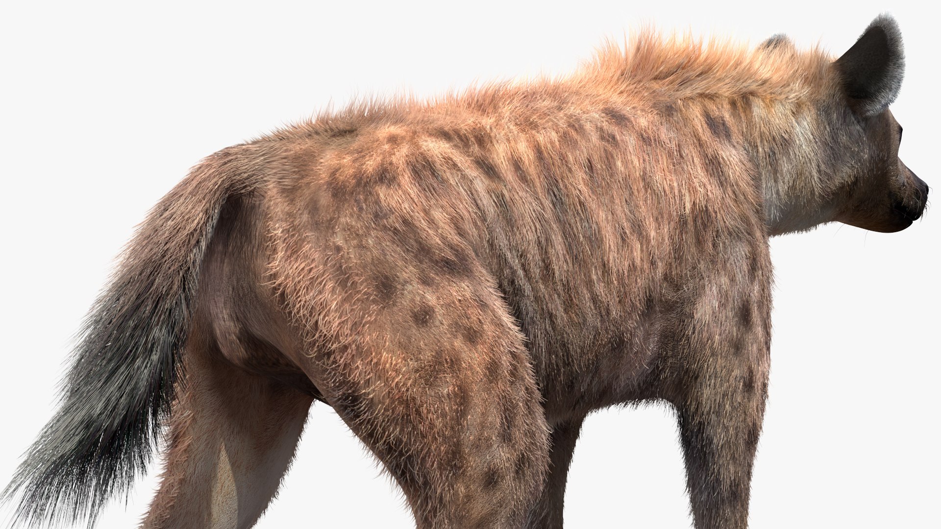 3D Hyena Walking Pose Fur model - TurboSquid 1714287