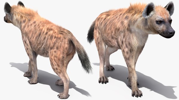 3D Hyena Walking Pose Fur model - TurboSquid 1714287
