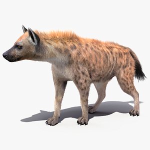 Hyena 3D Models for Download | TurboSquid