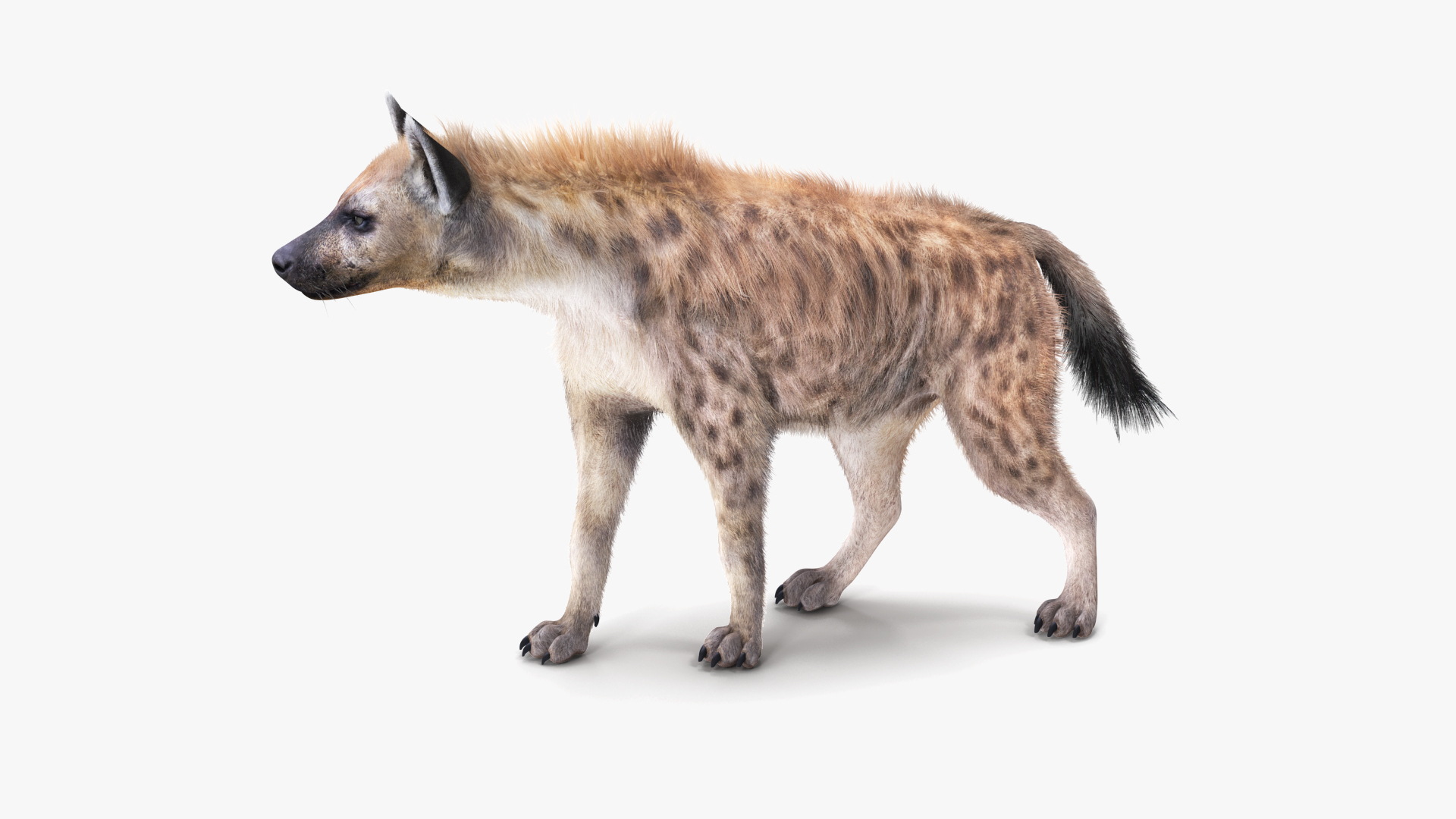 3D Hyena Walking Pose Fur model - TurboSquid 1714287