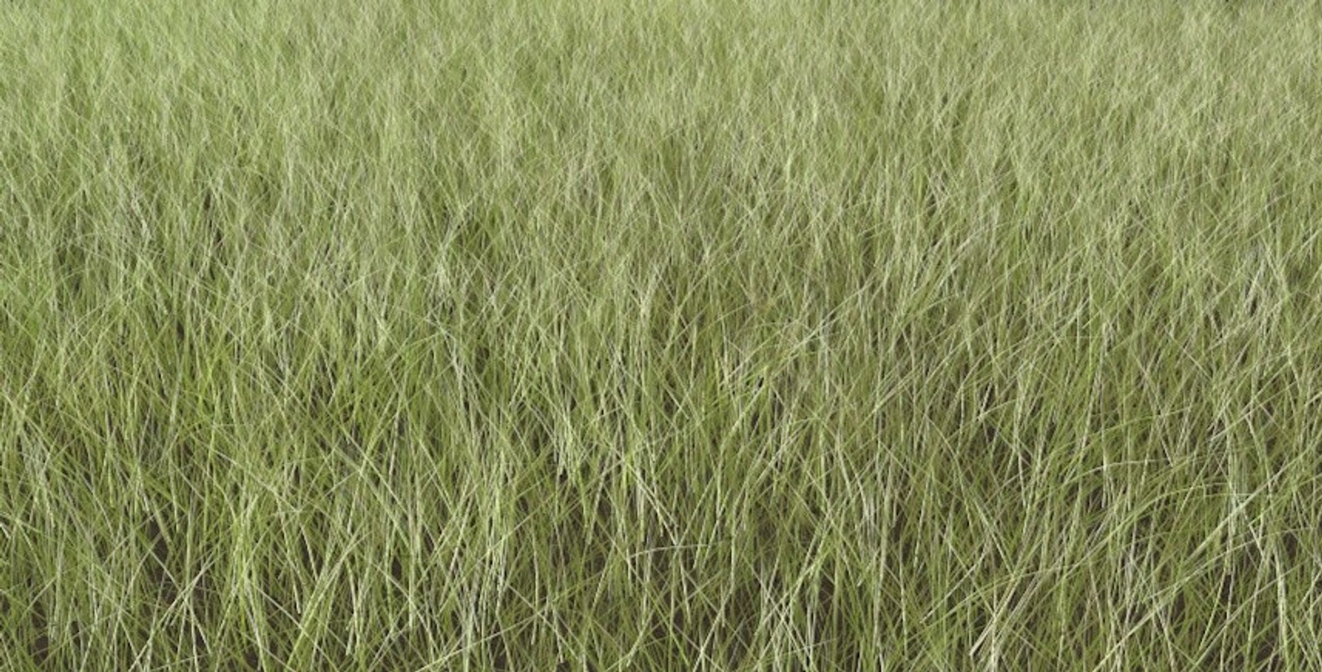 Dynamic Grasses 3d Model