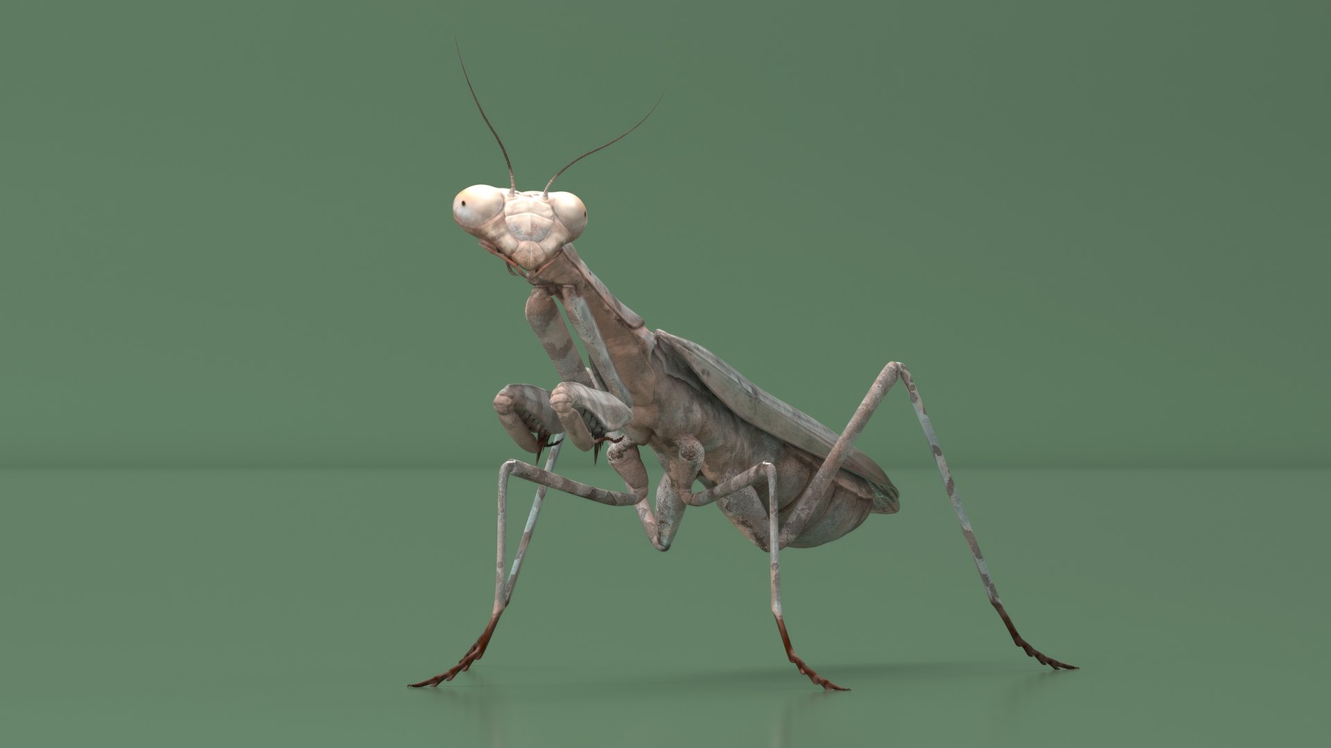3D Realistic Praying Mantis - TurboSquid 2225196