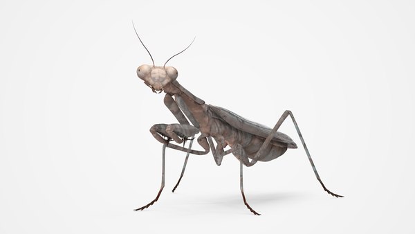modelo 3d Mantis religiosa realista - TurboSquid 2225196